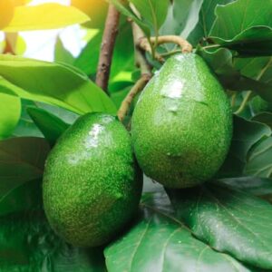 Avocado Varieties - Minneopa Orchards