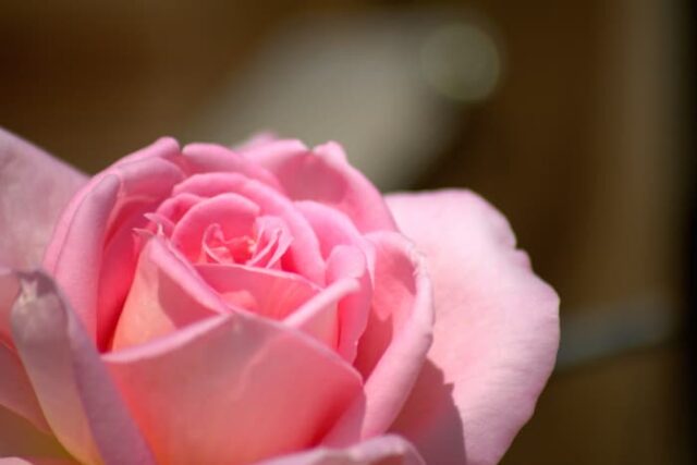 The Tiffany Rose - Minneopa Orchards