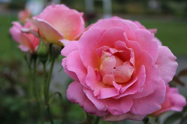 The Tiffany Rose - Minneopa Orchards