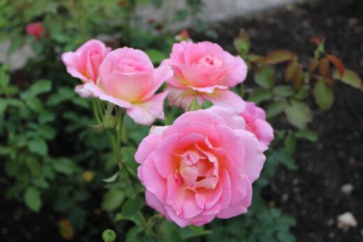 The Tiffany Rose - Minneopa Orchards