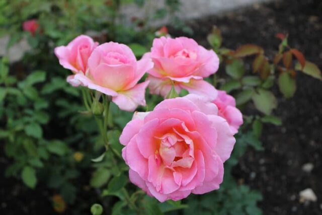 The Tiffany Rose - Minneopa Orchards