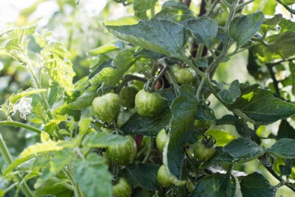 The Tigerella Tomato - Minneopa Orchards