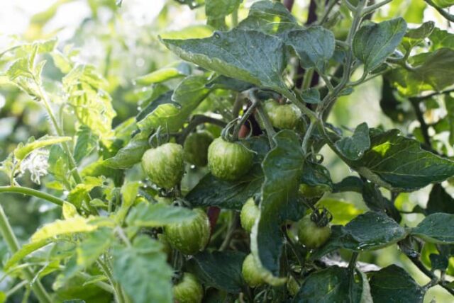 The Tigerella Tomato - Minneopa Orchards