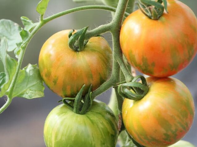 The Tigerella Tomato - Minneopa Orchards