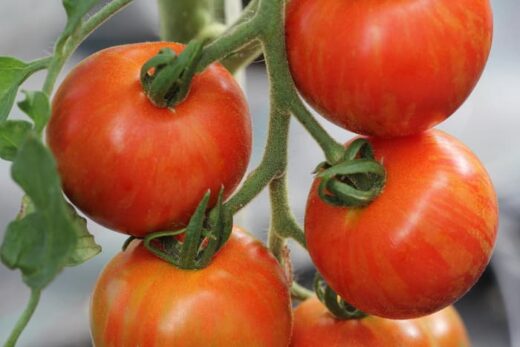 The Tigerella Tomato - Minneopa Orchards