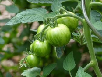 The Tigerella Tomato - Minneopa Orchards