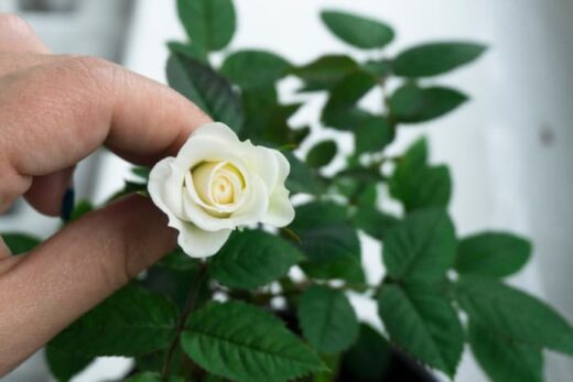 How to Grow and Care for Miniature Roses - Minneopa Orchards