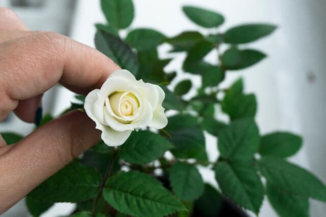 How to Grow and Care for Miniature Roses - Minneopa Orchards