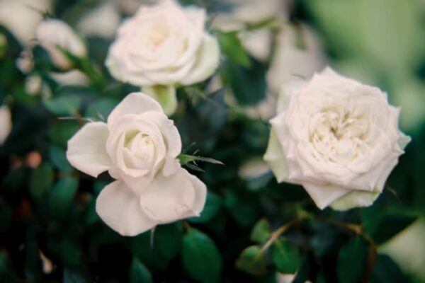 How to Grow and Care for Miniature Roses - Minneopa Orchards