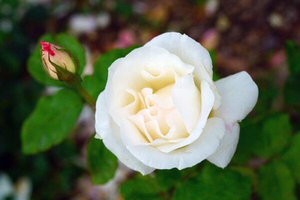 The Queen Elizabeth Rose - Minneopa Orchards
