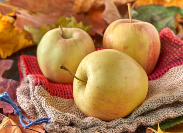 The Winter Banana Apple - Minneopa Orchards