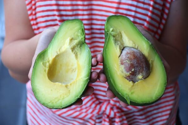 The Reed Avocado - Minneopa Orchards