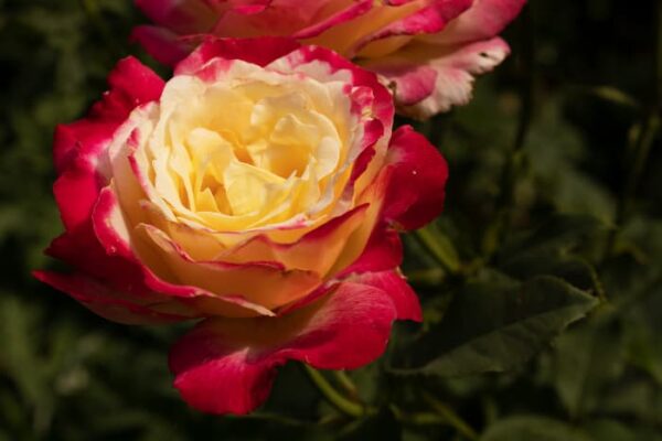 The Chicago Peace Rose - Minneopa Orchards