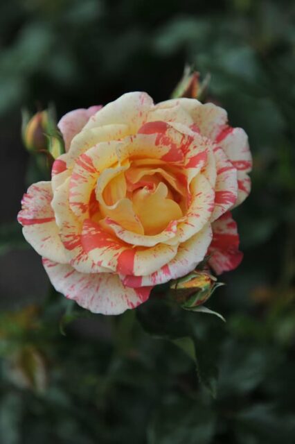 The Purple Tiger Rose - Minneopa Orchards