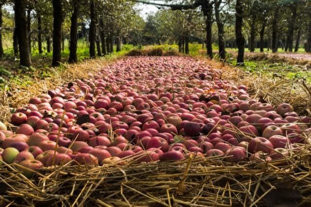 The Annurca Apple - Minneopa Orchards