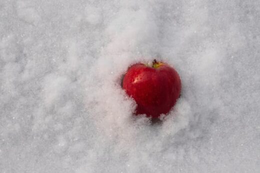 Winter Apples - Minneopa Orchards