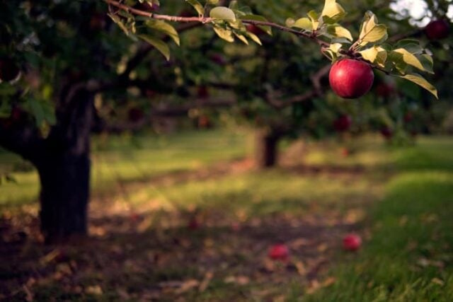 The Ribston Pippin Apple - Minneopa Orchards