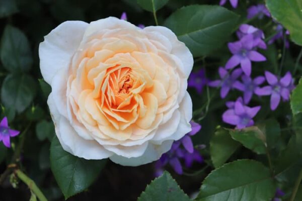 The Jude the Obscure Rose - Minneopa Orchards