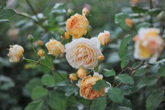 The Jude the Obscure Rose - Minneopa Orchards