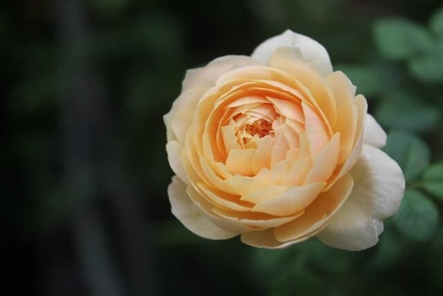 The Jude the Obscure Rose - Minneopa Orchards