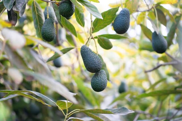11 Types of Avocados - Minneopa Orchards