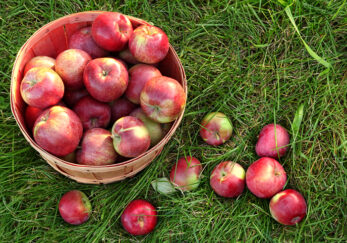 The York Imperial Apple - Minneopa Orchards