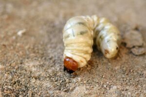 9 Common Blueberry Pests: How To Identify and Get Rid of Them ...