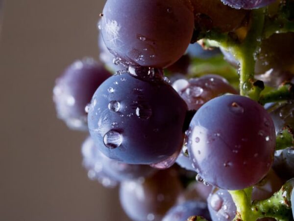 Grapes Nutrition: a Guide to Calories, Vitamins, and More in Grapes ...