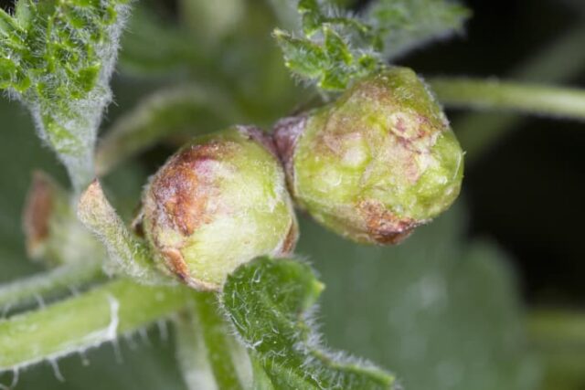 9 Common Blueberry Pests: How To Identify and Get Rid of Them ...