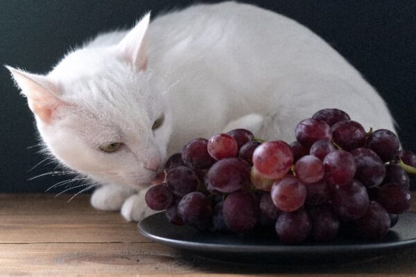 Can Cats Eat Grapes? - Minneopa Orchards