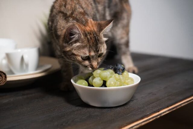 Can Cats Eat Grapes? - Minneopa Orchards