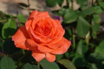 The Tropicana Rose - Minneopa Orchards