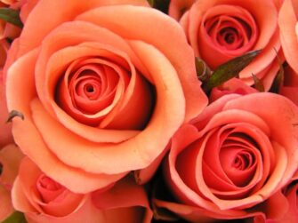 The Tropicana Rose - Minneopa Orchards