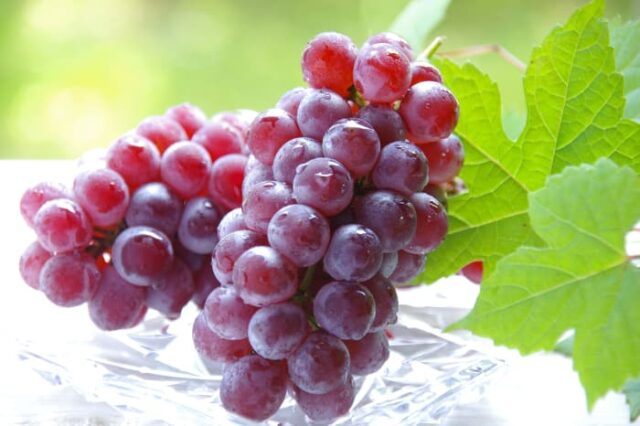 Fox Grapes - Minneopa Orchards