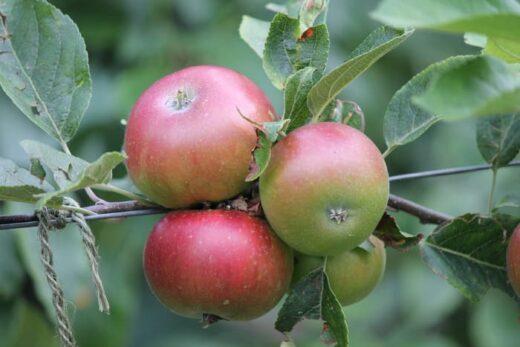 The Discovery Apple - Minneopa Orchards