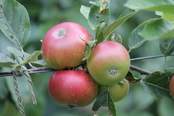 The Discovery Apple - Minneopa Orchards