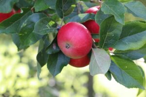 The Discovery Apple - Minneopa Orchards