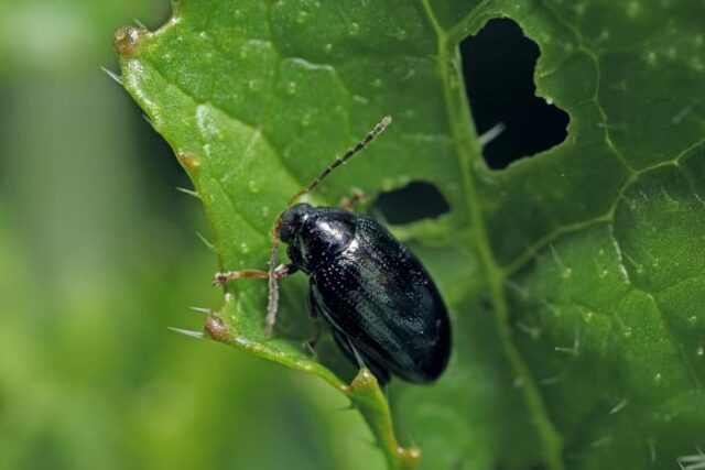 9 Common Blueberry Pests: How To Identify and Get Rid of Them ...