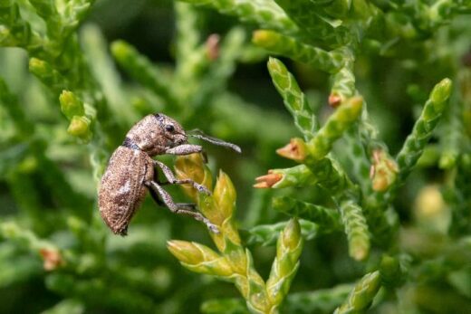 11 Grapefruit Tree Pests: How to Spot and Stop Them - Minneopa Orchards