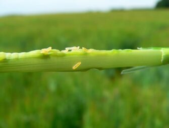 9 Common Blueberry Pests: How To Identify and Get Rid of Them ...