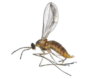 9 Common Blueberry Pests: How To Identify and Get Rid of Them ...