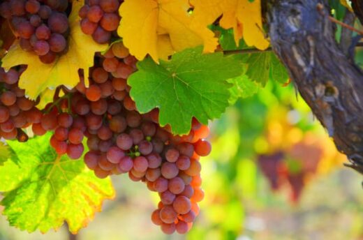 The 12 Best Grapes for Making Wine - Minneopa Orchards