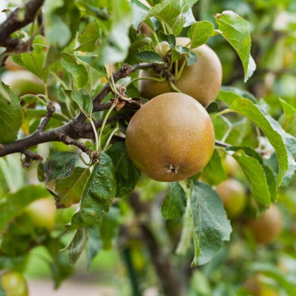 The Golden Russet Apple - Minneopa Orchards