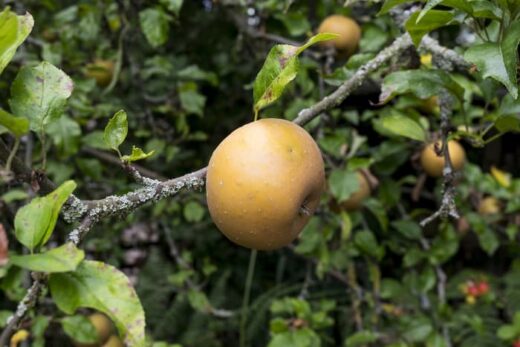 The Golden Russet Apple - Minneopa Orchards