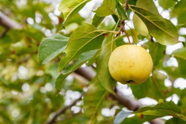 The Goldrush Apple - Minneopa Orchards