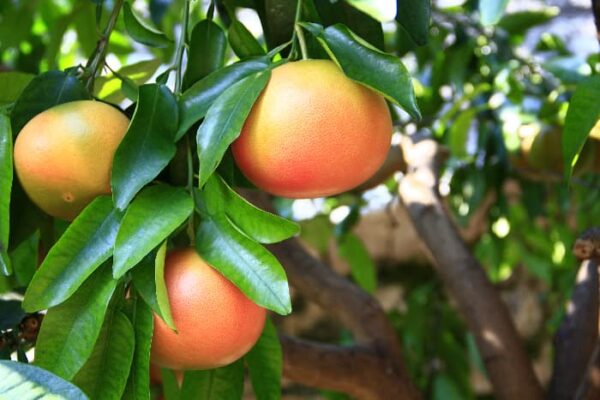 How to Tell if Grapefruit is Ripe - Minneopa Orchards