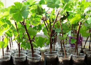 Candy Hearts Grapes - Minneopa Orchards