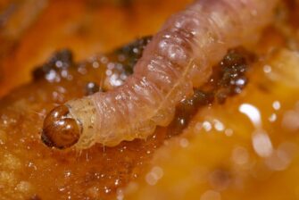 9 Common Blueberry Pests: How To Identify and Get Rid of Them ...