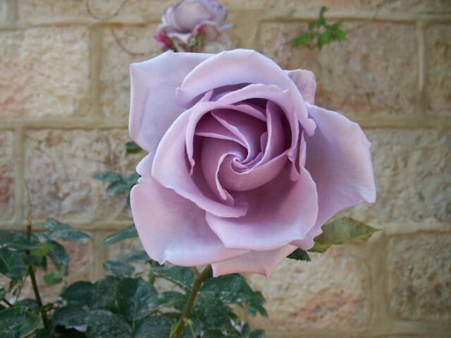 The Sterling Silver Rose - Minneopa Orchards