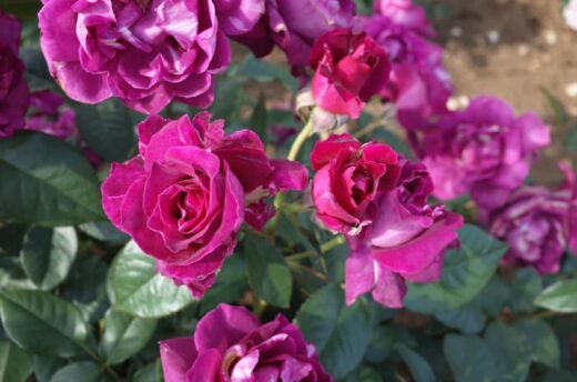 The Purple Tiger Rose - Minneopa Orchards